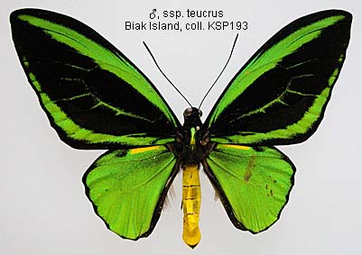 Papua Insects Foundation (Lepidoptera/Papilionidae/Ornithoptera priamus)